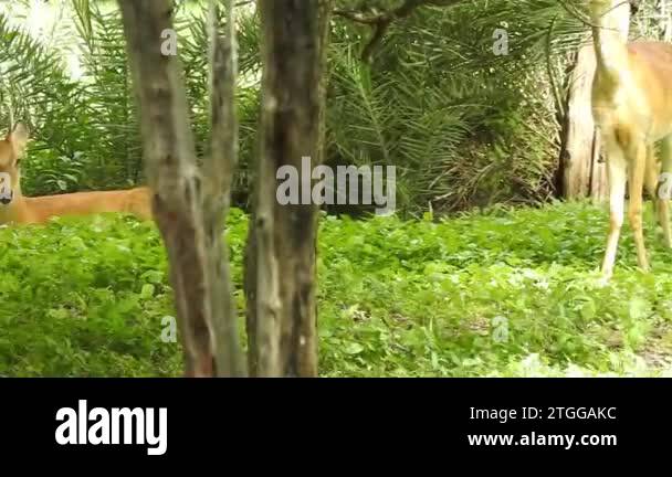 Roe Deer Tree Fallow Deer Forest Animal Red Deer stands on the ground ...