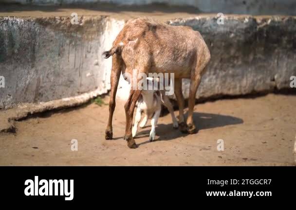 A cute baby goat drinking milk from its mother's breast, Little white baby kid Goat drinking ...
