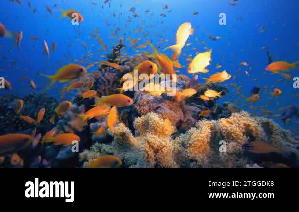 Underwater Sea Fish. Tropical underwater sea fish. Underwater fish reef ...