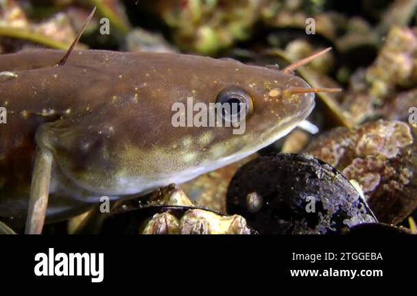 British isles marine life underwater Stock Videos & Footage - HD and 4K ...