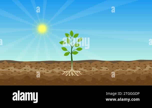 Photosynthesis process 4K animation with green tree, shiny sun, and ...
