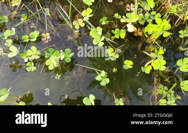 Marsilea plant on water surface. It is an aquatic plant of the Marsileaceae family.It's other ...