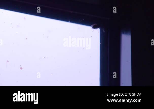 Insect screens Stock Videos & Footage - HD and 4K Video Clips - Alamy