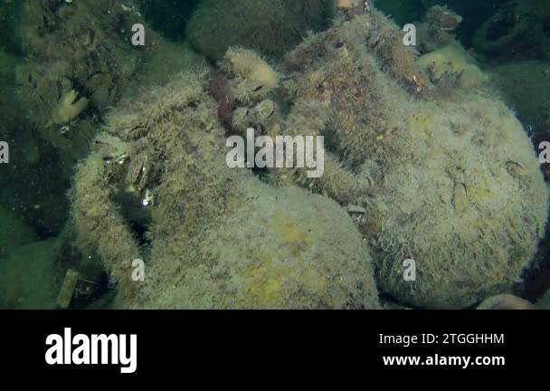 Ancient Greek amphorae on the seabed Stock Video Footage - Alamy