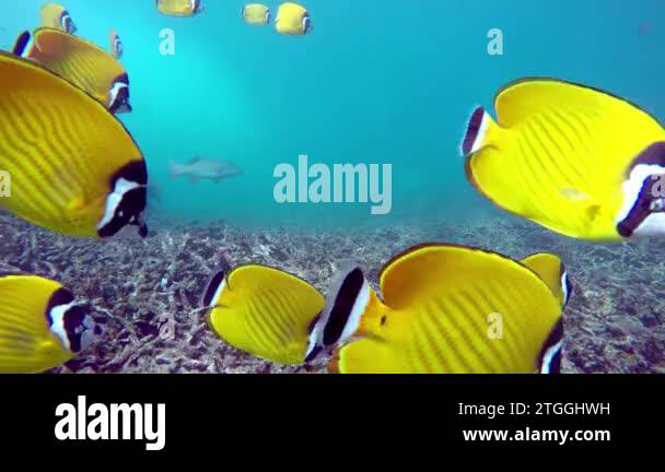 Butterfly bank Stock Videos & Footage - HD and 4K Video Clips - Alamy