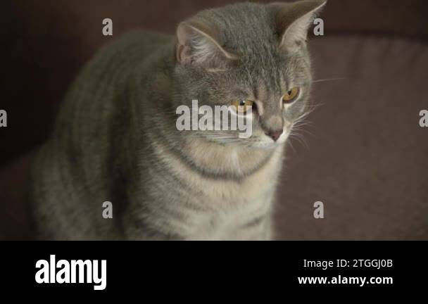 Muzzle of gray purebred cat with short hair and long mustache. British ...