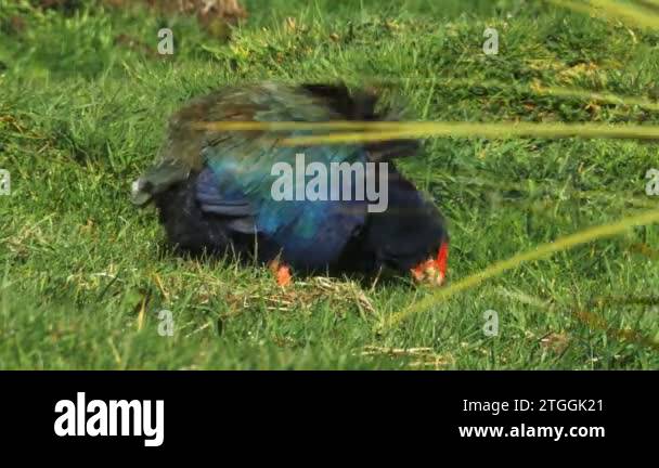 Flightless rail Stock Videos & Footage - HD and 4K Video Clips - Alamy
