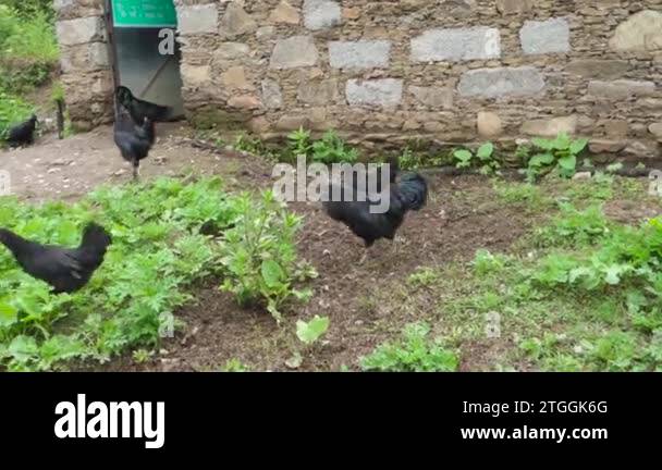 Kadaknath, also called Kali Masi, is an Indian breed of chicken. They ...