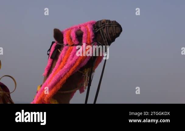 Sunlight on furry camel Stock Videos & Footage - HD and 4K Video Clips ...