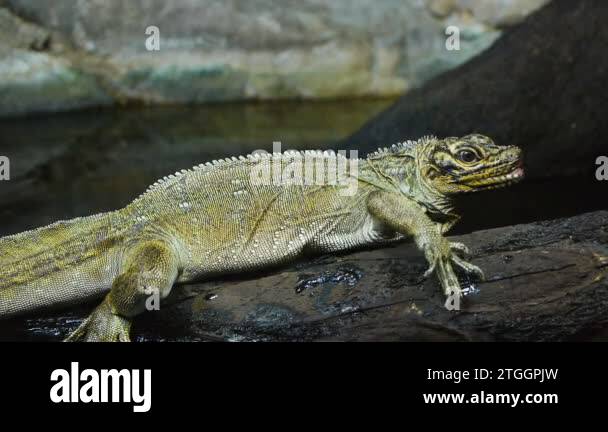 philippine sailfin lizard on a log Stock Video Footage - Alamy