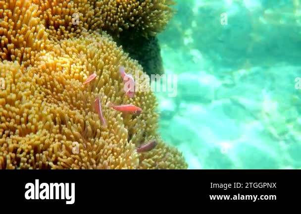 Cute anemone fish playing on the coral reef. Beautiful color clownfish ...