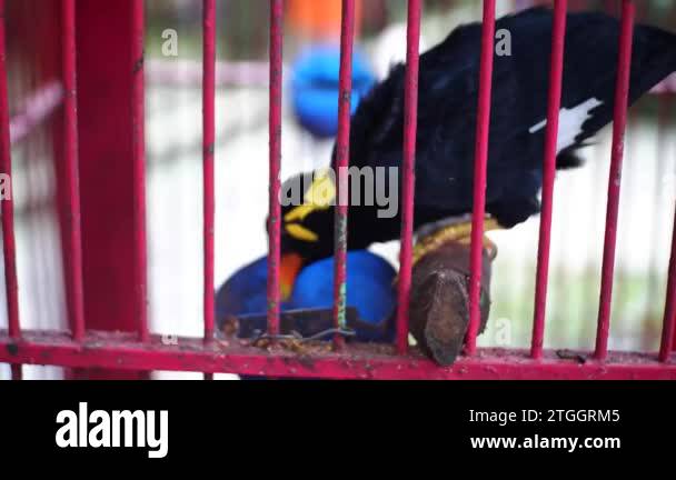 A Common Hill Myna (Gracula religiosa) perches and eats feed in cages ...