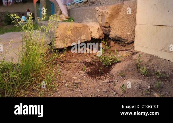 Comparing a horde of fighting ants with the feet of a little girl. Ant ...