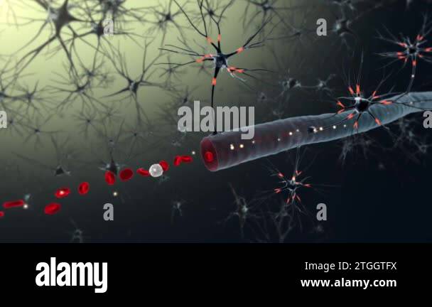 Body neurons and red blood cells in a 3D animation Stock Video Footage ...