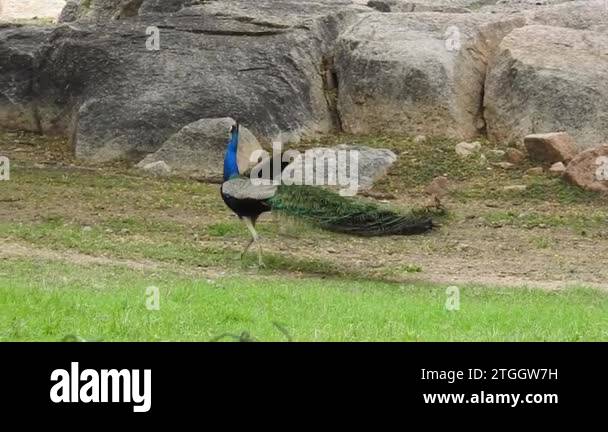 Male peacock with mating plumage fully displayed standing on a walkway ...
