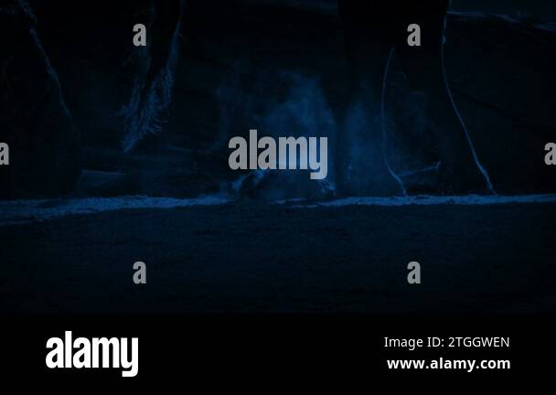 Cow and cow pat Stock Videos & Footage - HD and 4K Video Clips - Alamy