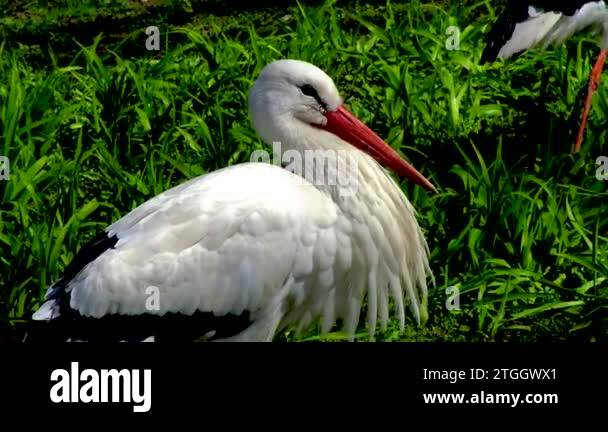 Legs bird birds wing Stock Videos & Footage - HD and 4K Video Clips - Alamy
