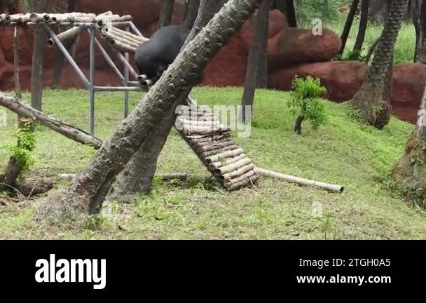 European black bear Stock Videos & Footage - HD and 4K Video Clips - Alamy