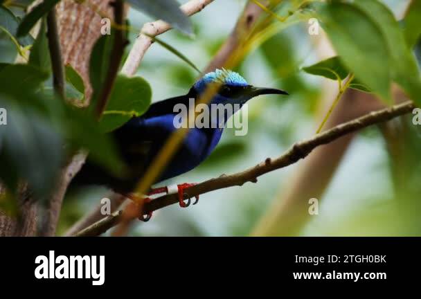 Bird preen preening Stock Videos & Footage - HD and 4K Video Clips - Alamy