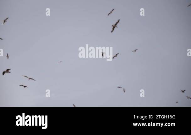 Fly in groups Stock Videos & Footage - HD and 4K Video Clips - Alamy