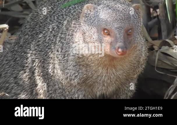 Close up of a Indian gray mongoose , The Indian grey mongoose is a ...