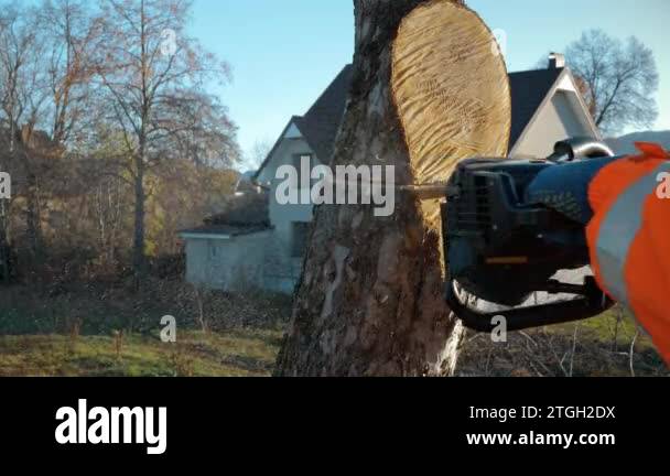 Cutting down a tree with a chainsaw at height. Arborist cutting tree ...