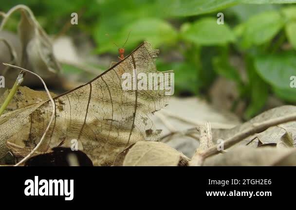 Ant bridge unity team. Ant action standing. Ant bridge unity team ...