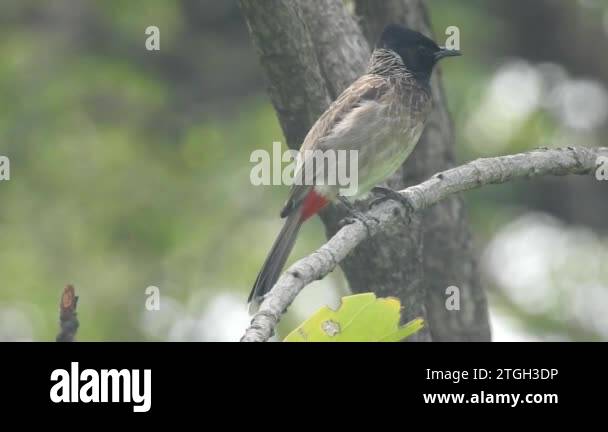 Singing nightingale bird.The common nightingale or simply nightingale ...