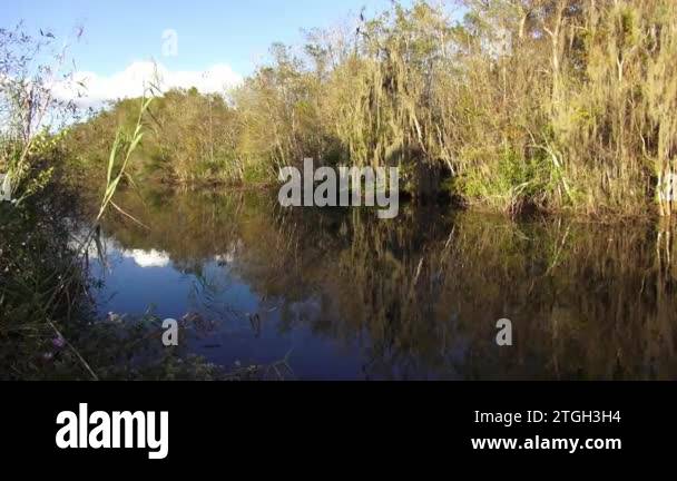 Typical sawgrass wetlands Stock Videos & Footage - HD and 4K Video ...