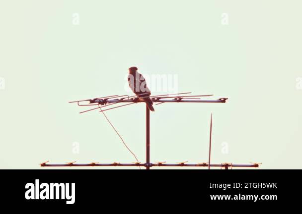 Hawk city building Stock Videos & Footage - HD and 4K Video Clips - Alamy