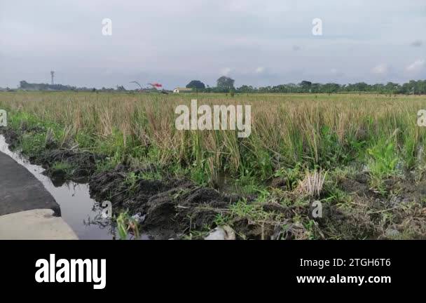 Rice growing agriculture. Green paddy field. Rice plantation. Organic ...
