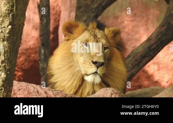 Single lion looking regal standing proudly on a small hill, African ...