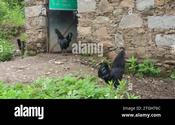 Kadaknath, also called Kali Masi, is an Indian breed of chicken. They ...