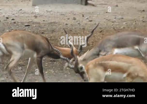 Majestic fallow deer stands Stock Videos & Footage - HD and 4K Video ...