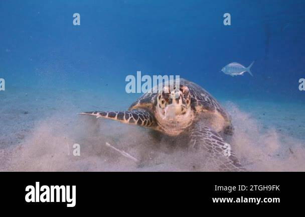 4K 120 fps Super Slow Motion Seascape with Hawksbill Sea Turtle in the ...