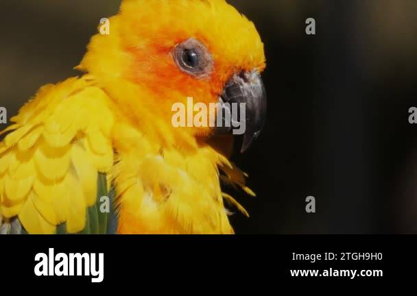 Fluffing Stock Videos & Footage - HD and 4K Video Clips - Alamy