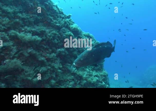 Majorca underwater Stock Videos & Footage - HD and 4K Video Clips - Alamy