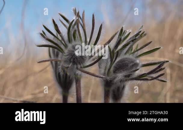 Pulsatilla plant flowering Stock Videos & Footage - HD and 4K Video ...