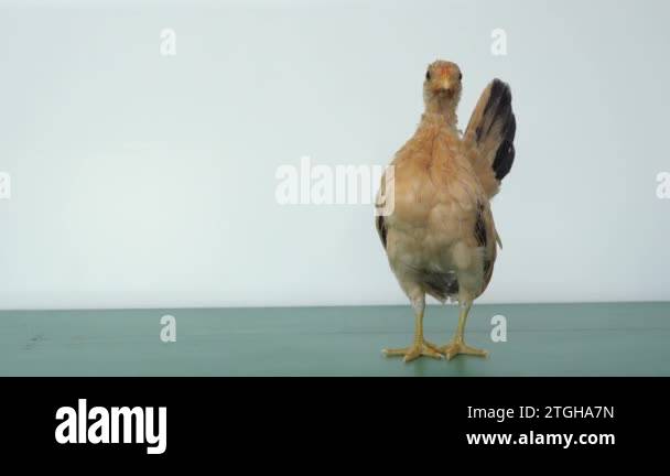 The serama or the malaysian serama are poses Stock Video Footage - Alamy