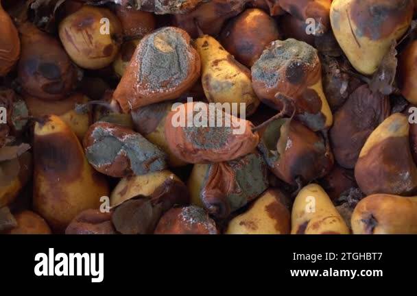 Crops diseases Stock Videos & Footage - HD and 4K Video Clips - Alamy