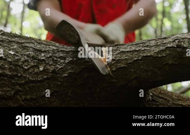 Wound wood tree Stock Videos & Footage - HD and 4K Video Clips - Alamy