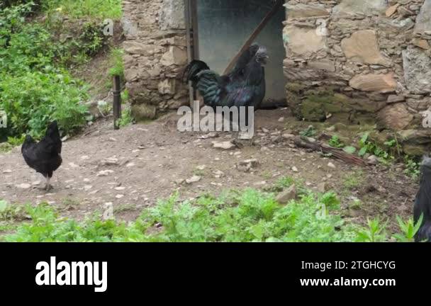 Kadaknath, also called Kali Masi, is an Indian breed of chicken. They ...