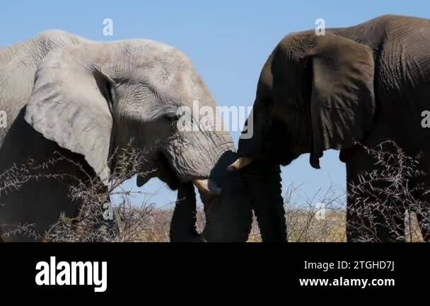 Close up of heads of Two Huge old male Elephants standing in front of ...