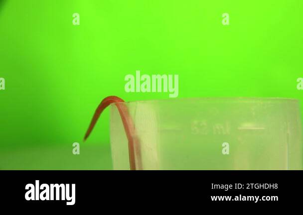 Earthworm emerging from a cup on green background. Closeup of an Earth ...