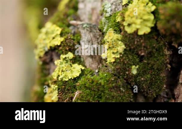 Weather bark Stock Videos & Footage - HD and 4K Video Clips - Alamy
