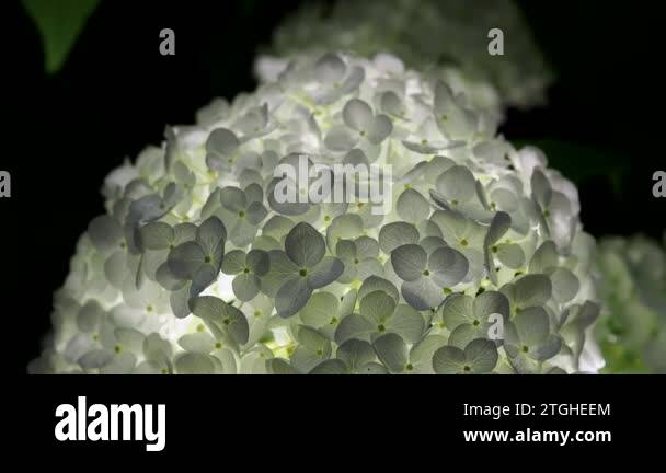 Annabelle flower Stock Videos & Footage - HD and 4K Video Clips - Alamy