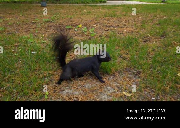 Black eastern grey squirrel Stock Videos & Footage - HD and 4K Video Clips - Alamy