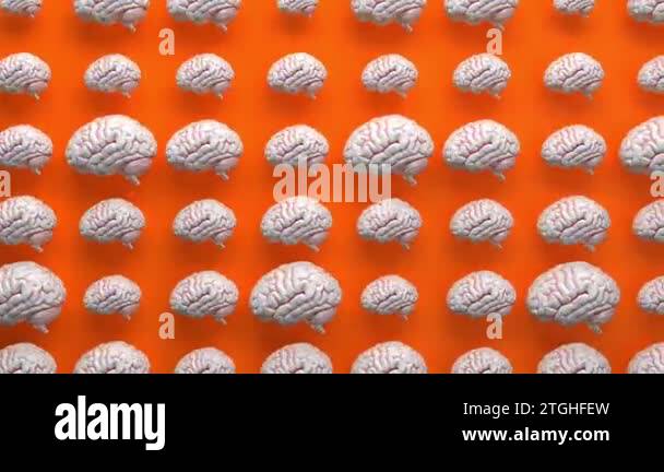 Real human brain internal cerebrum organ model seamless looping ...