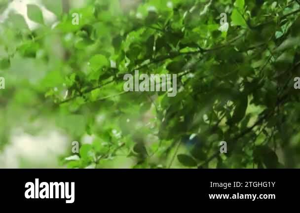 Leaf stalks Stock Videos & Footage - HD and 4K Video Clips - Alamy