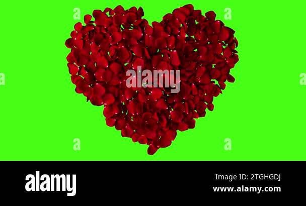 red heart of rose petals flying with vortex on chroma key, green screen ...
